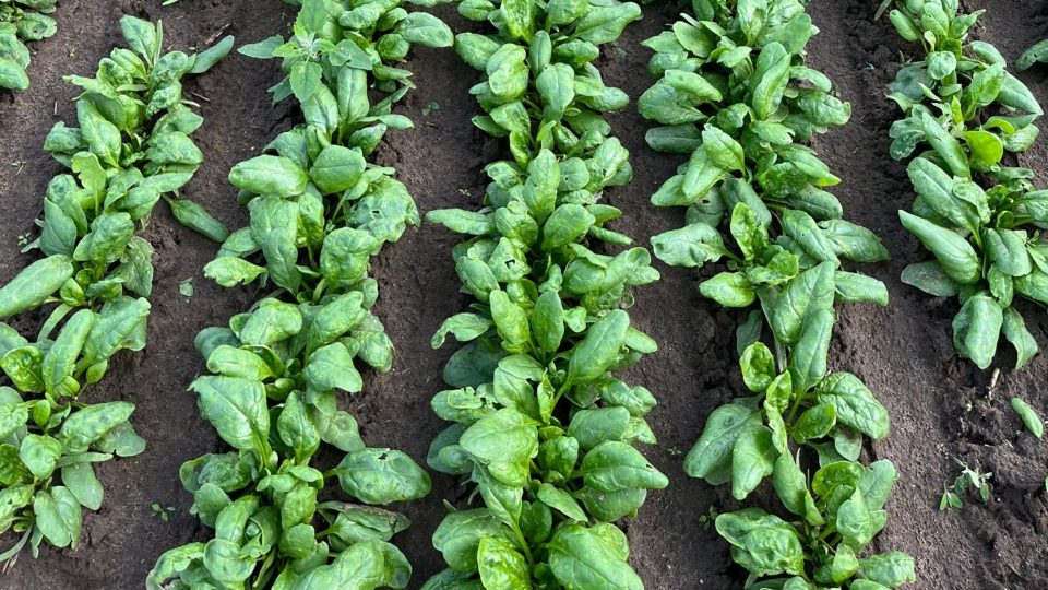 Crops - FarmDroid
