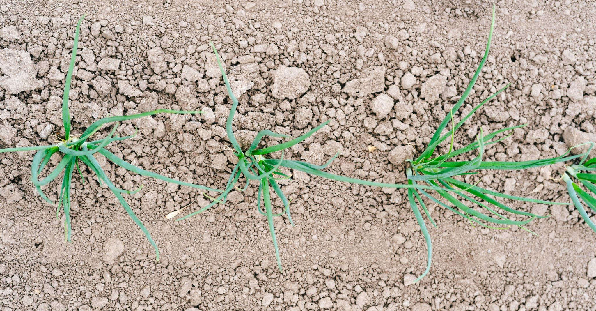 FarmDroid - Precise seeding and weeding system.